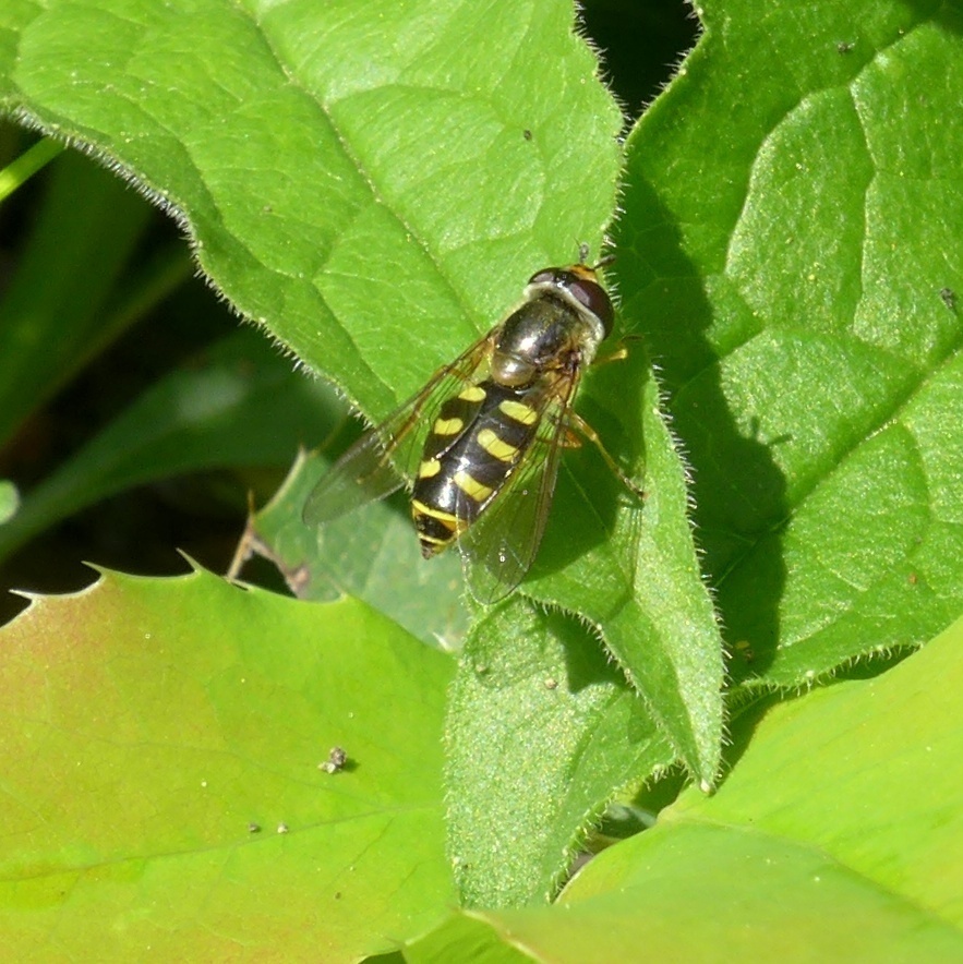 Yellow-bowed Smoothwing (Madeira Hoverflies) · iNaturalist