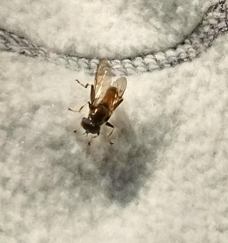 Brown-toed Forest Fly (Madeira Hoverflies) · iNaturalist