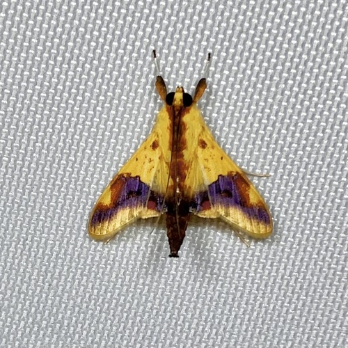 Tetracona pictalis · iNaturalist