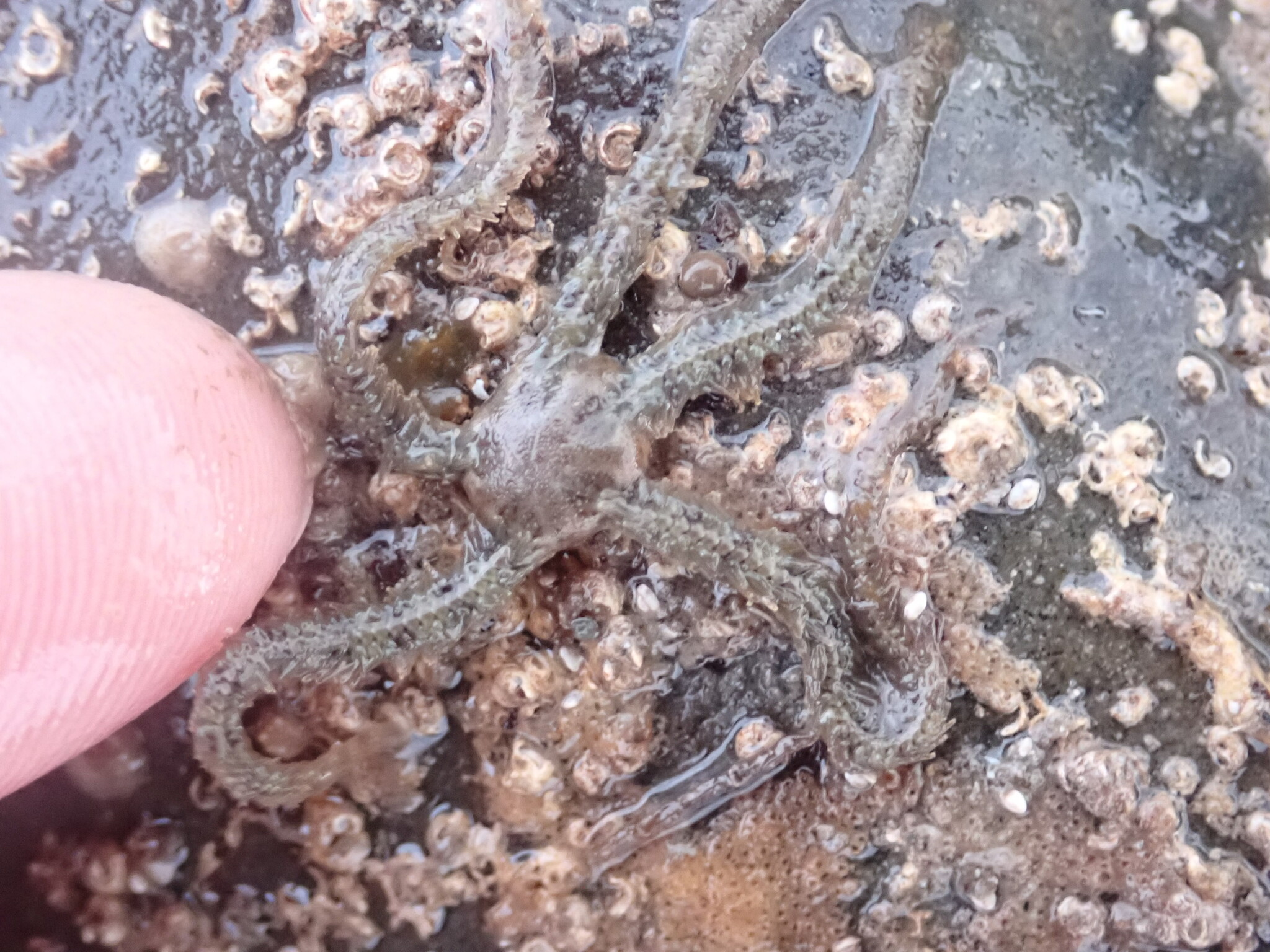 Ophiothrix fragilis (Abildgaard, 1789)