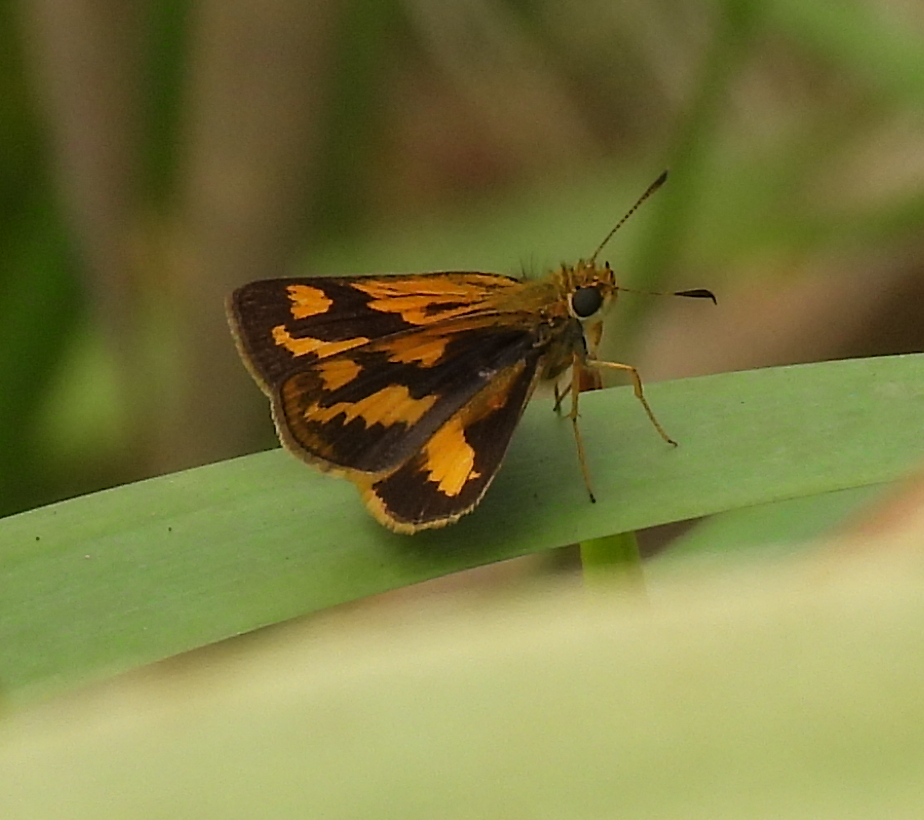 swamp darter from Wellington Point, QLD, Australia on March 23, 2023 at ...