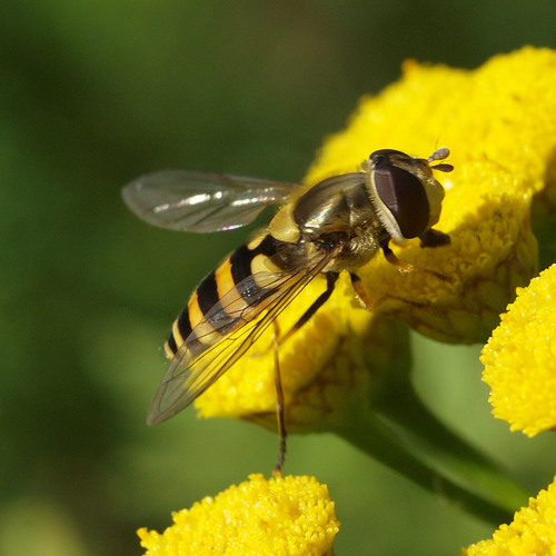 Black-legged Flower Fly (Madeira Hoverflies) · iNaturalist