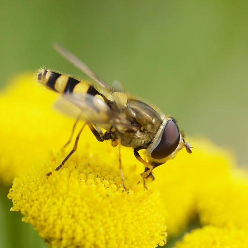 Black-legged Flower Fly (Madeira Hoverflies) · iNaturalist