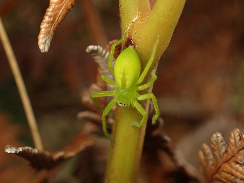 Tasmanian Football Spider from Tasman, TAS, Australia on March 7, 2023 ...