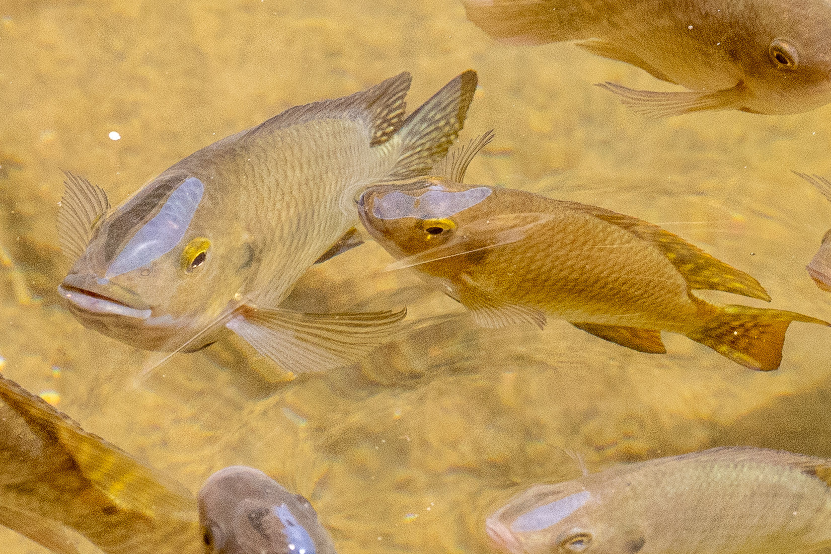 Coptodon zillii (Gervais, 1848)