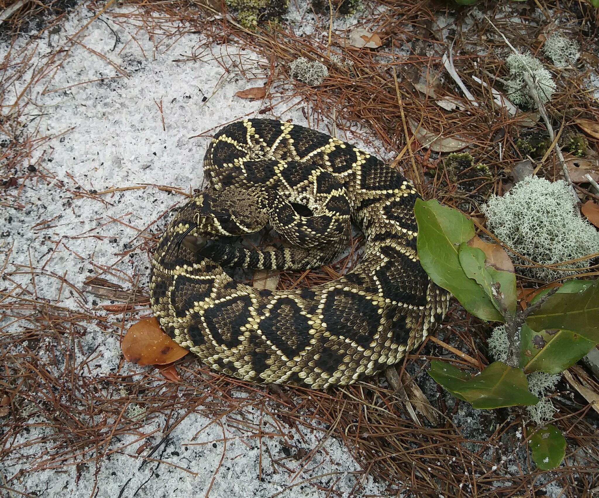 10 Facts About The Eastern Diamondback Rattlesnake – Snake Radar