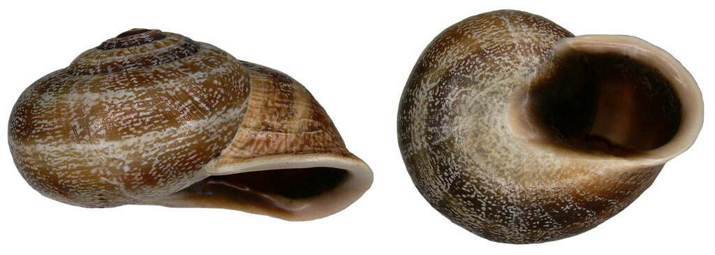 Spanish Snail (Madeira Snails) · iNaturalist