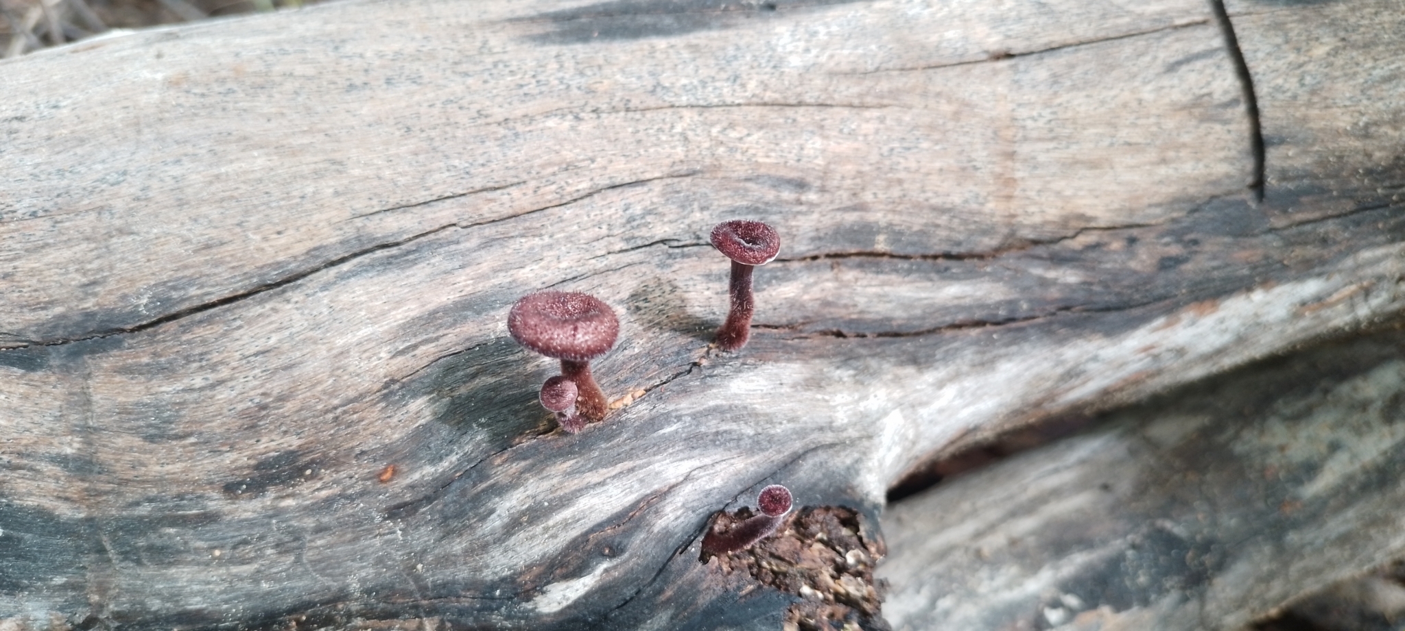 Panus strigellus (Berk.) Overh.