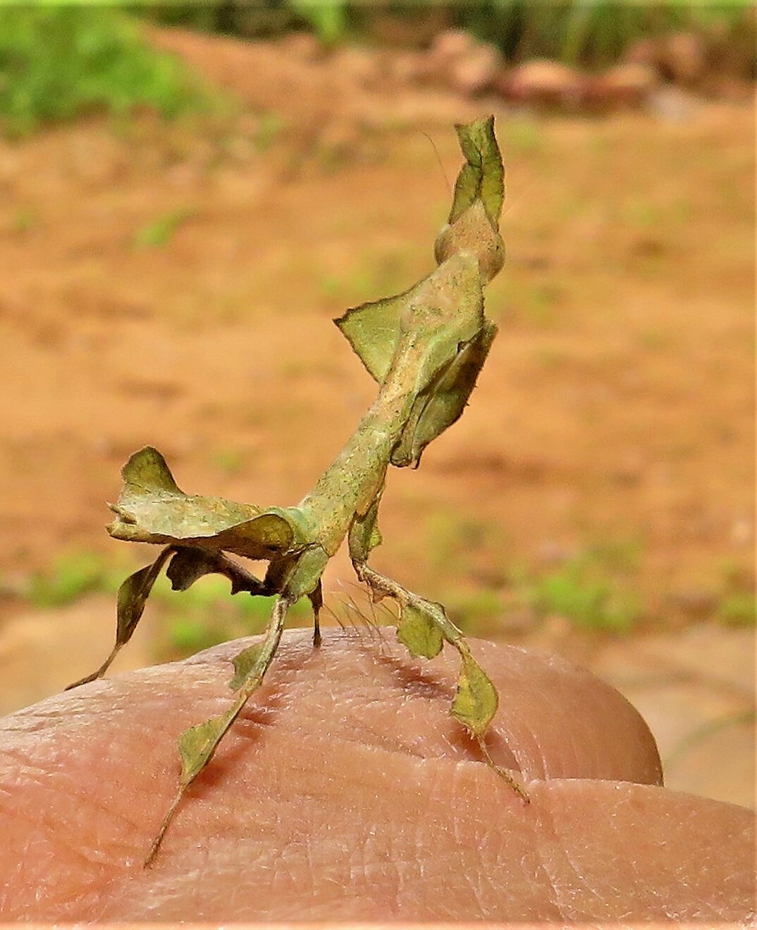 Phyllocrania Burmeister, 1838