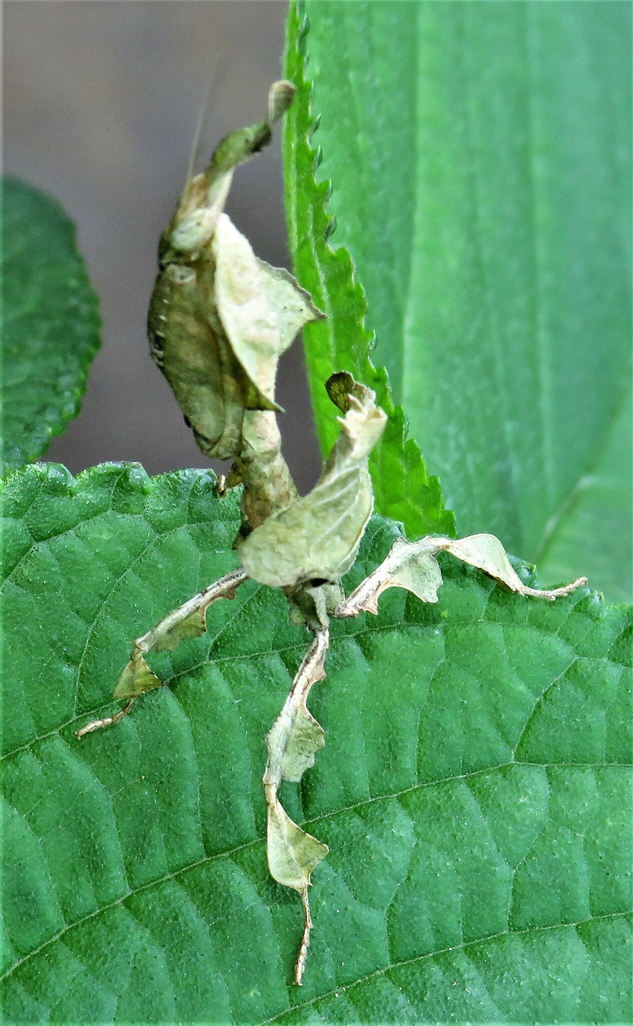 Phyllocrania Burmeister, 1838