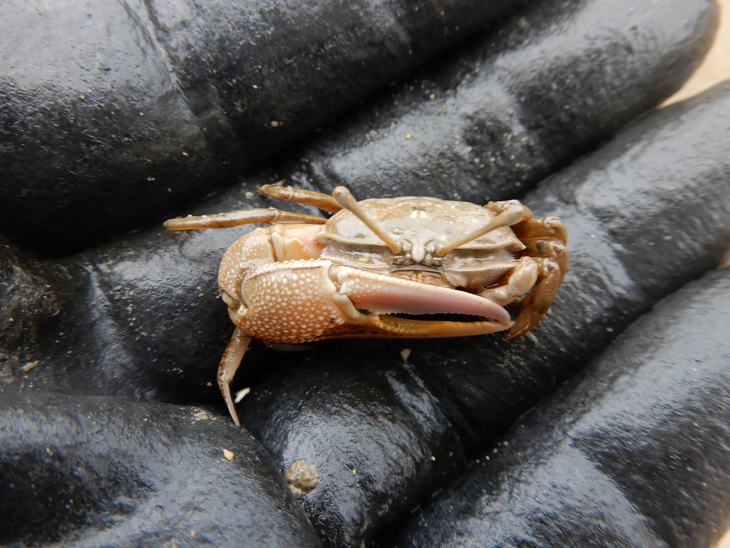 Northern Calling Fiddler Crab from Lienkiang (Matsu Islands), Fujian ...