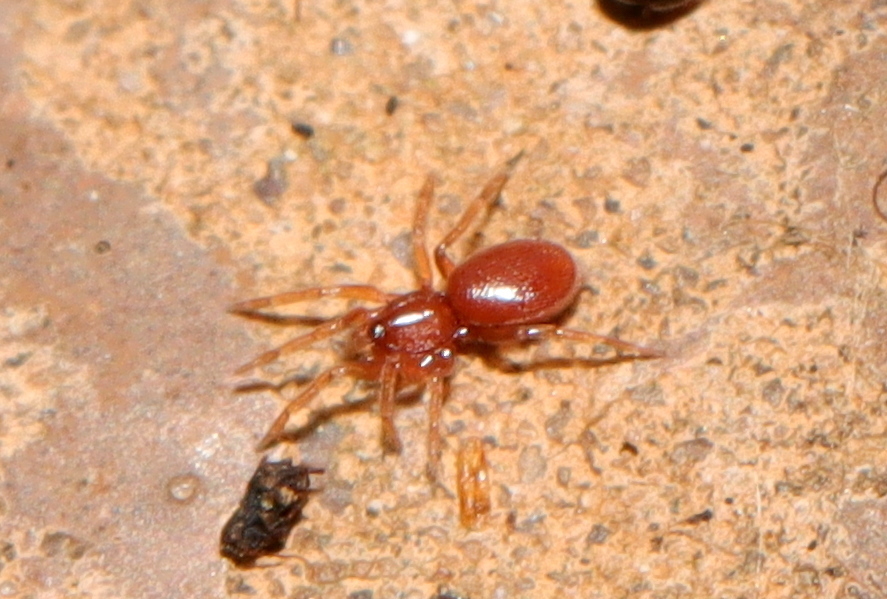 Goblin spiders from Riebeeck West, 7306, South Africa on March 23, 2023 ...
