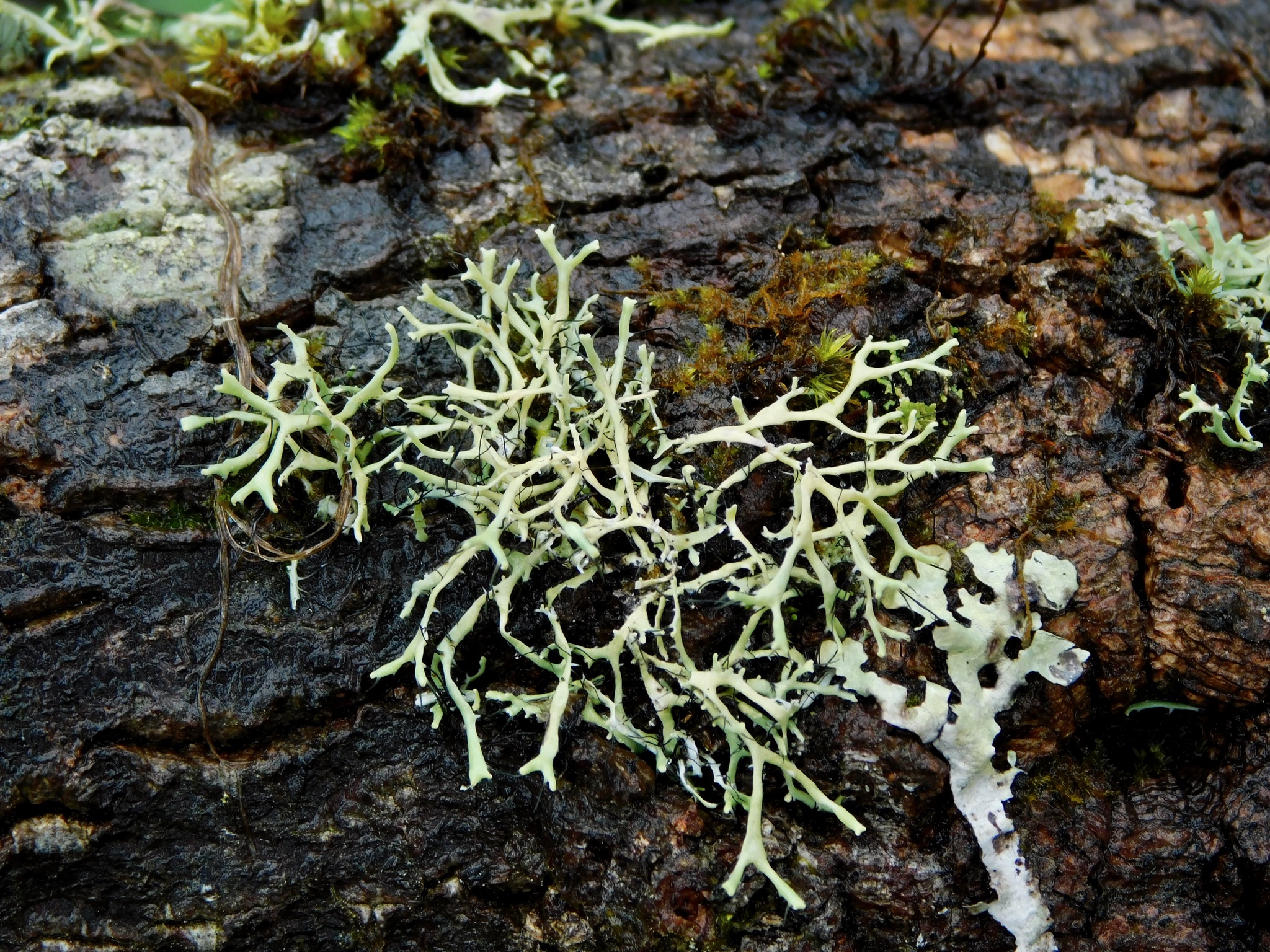 Leucodermia leucomelos (L.) Kalb