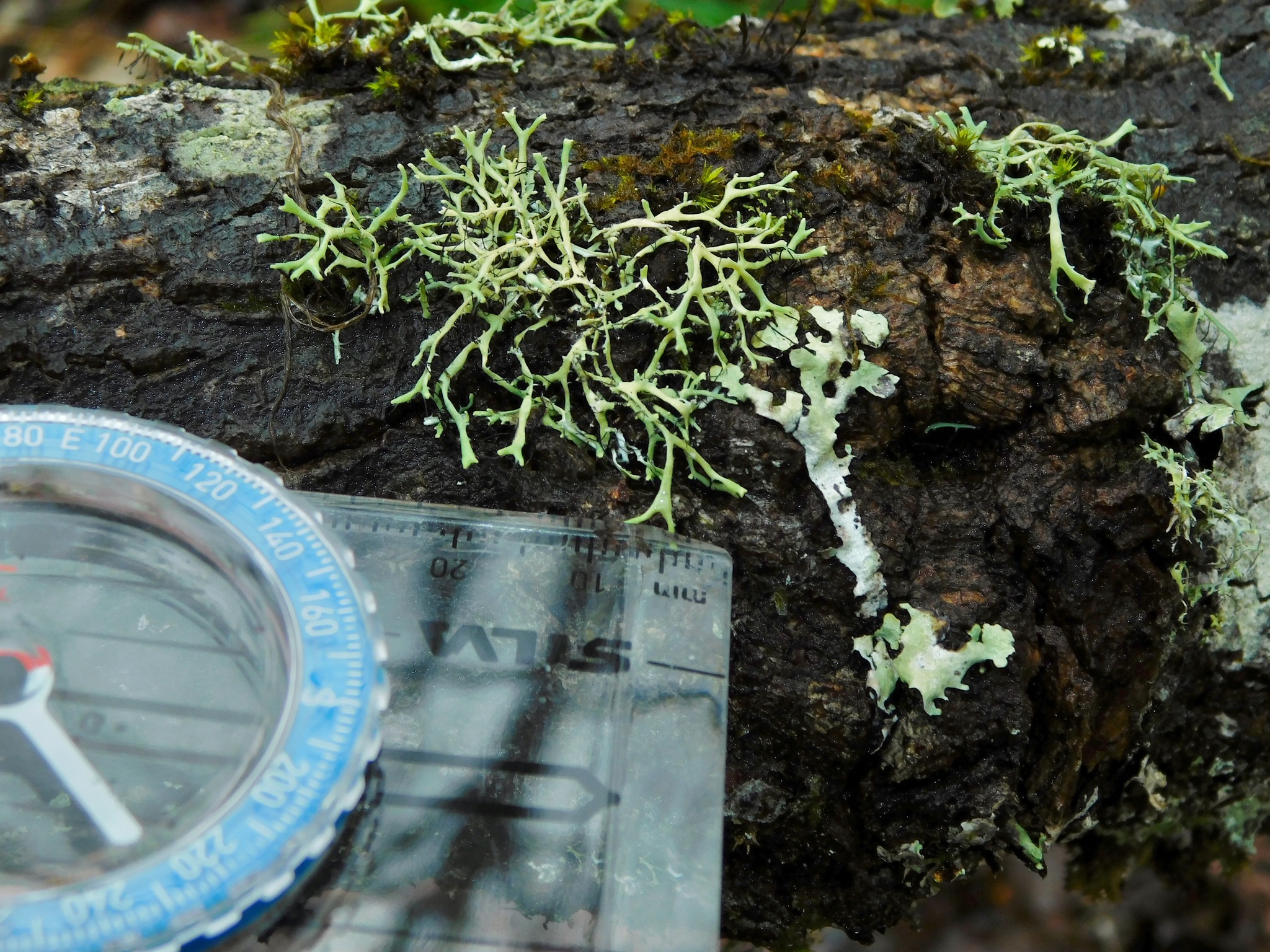 Leucodermia leucomelos (L.) Kalb