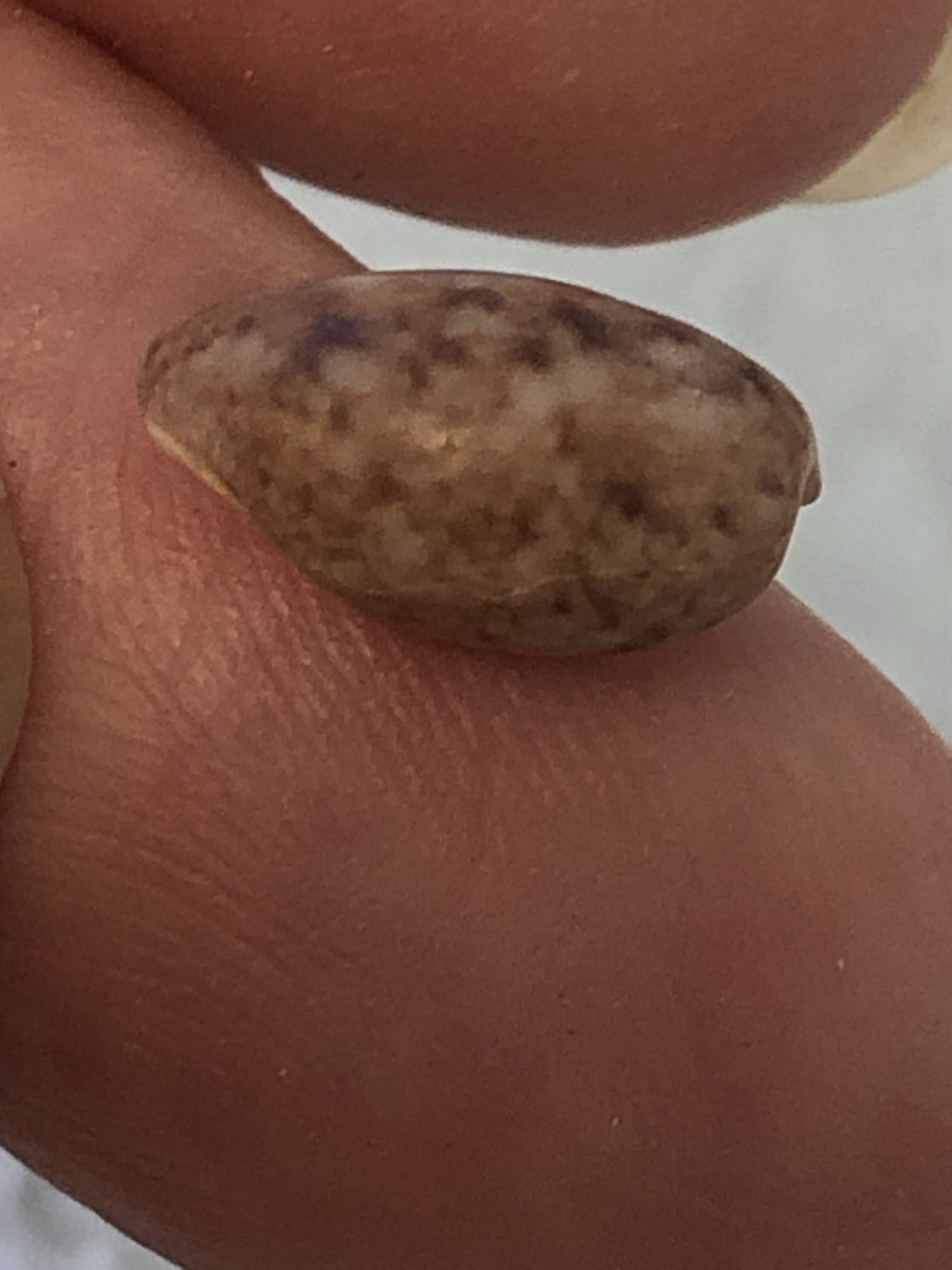 Bulla occidentalis A.Adams, 1850