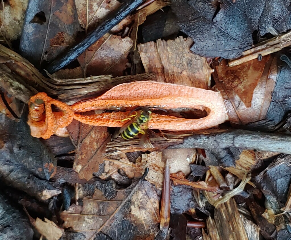 stinky squid from Mountain Park, GA, USA on July 1, 2022 at 09:37 AM by ...