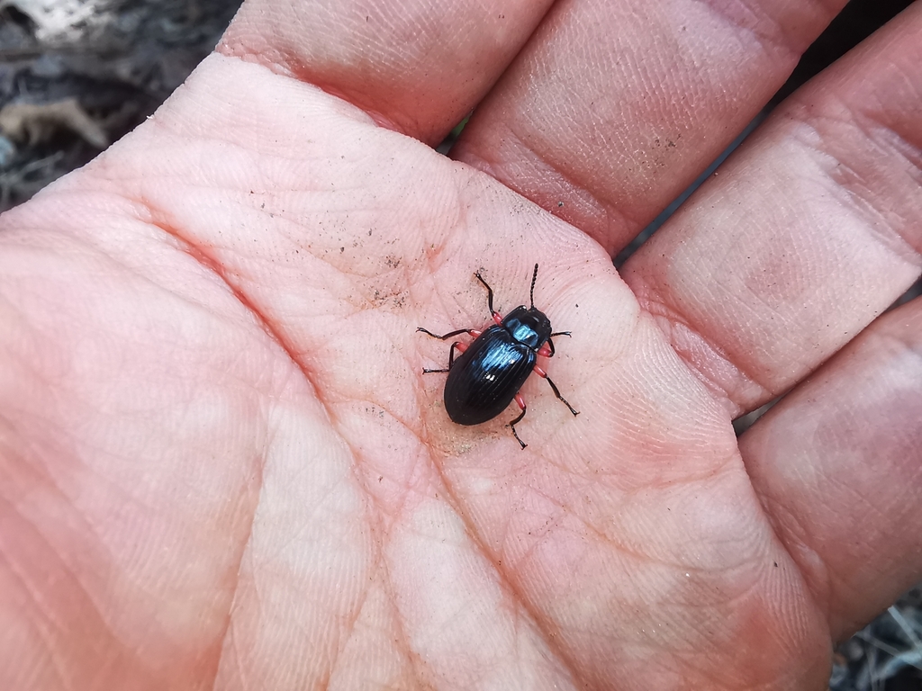 Tearchus from Guiyang, CN-GZ, CN on March 22, 2023 at 02:25 PM by ideer ...