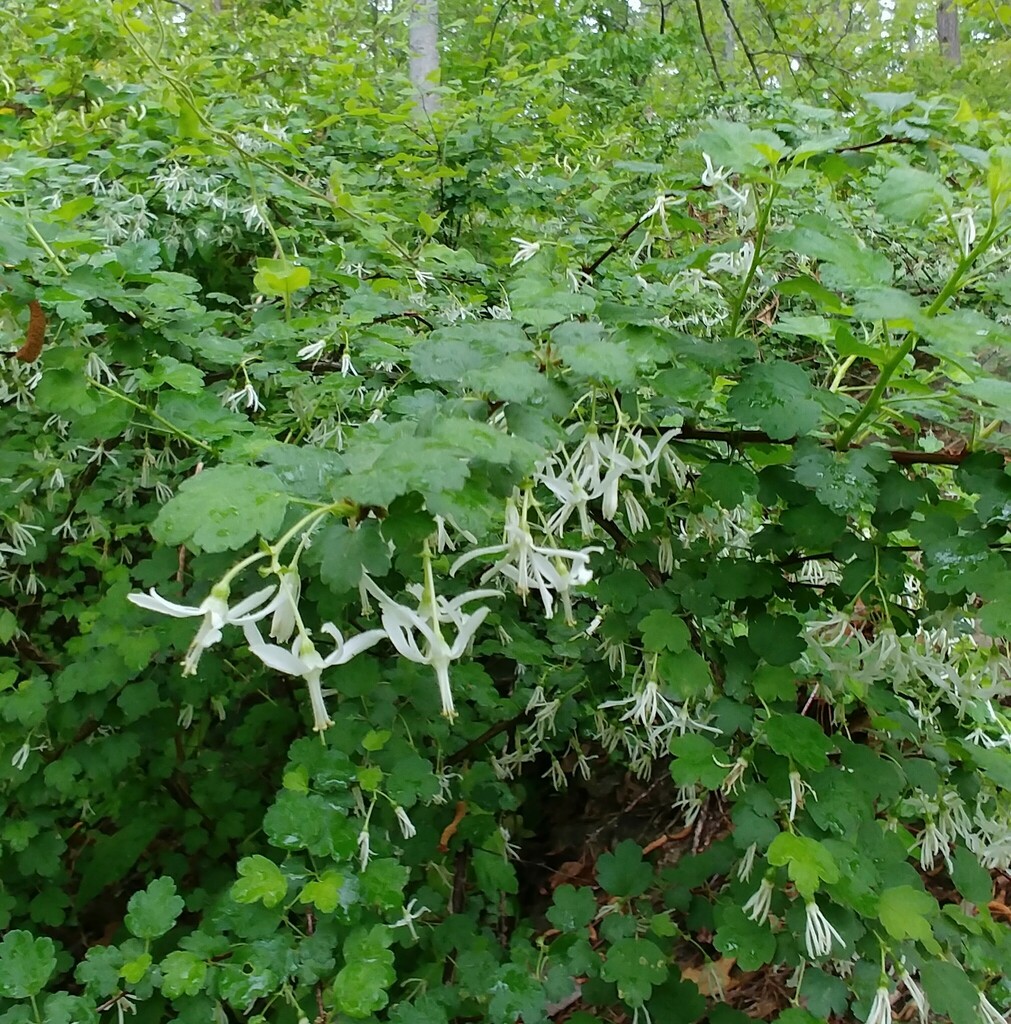 Granite Gooseberry from Dekalb County, GA, USA on April 22, 2022 at 11: ...