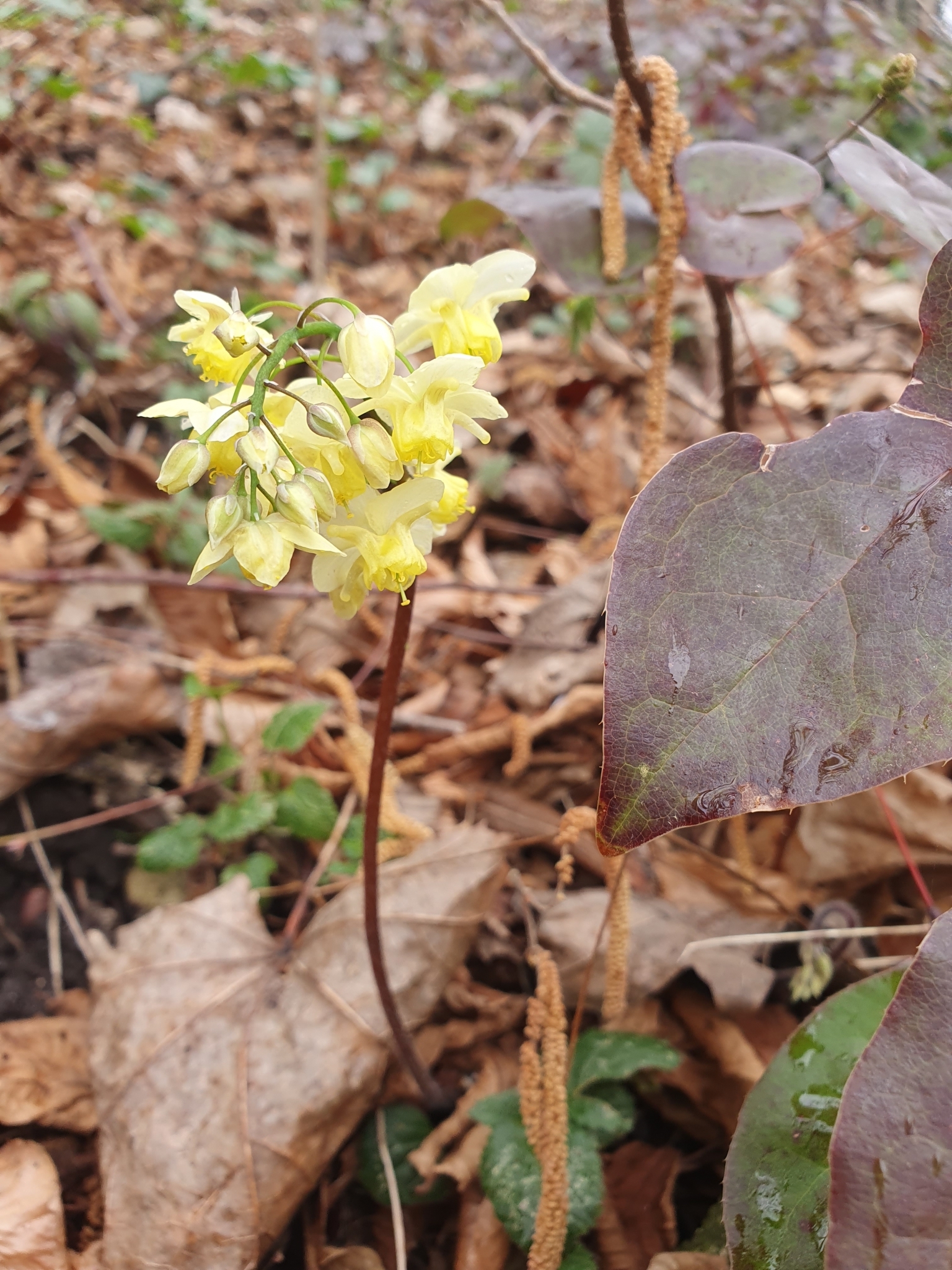 Epimedium L.