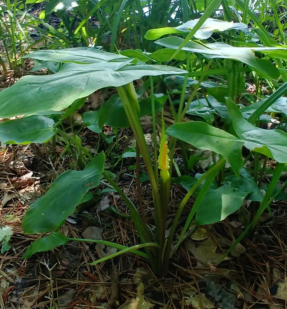Green Arrow Arum from Dekalb County, GA, USA on June 9, 2022 at 11:08 ...