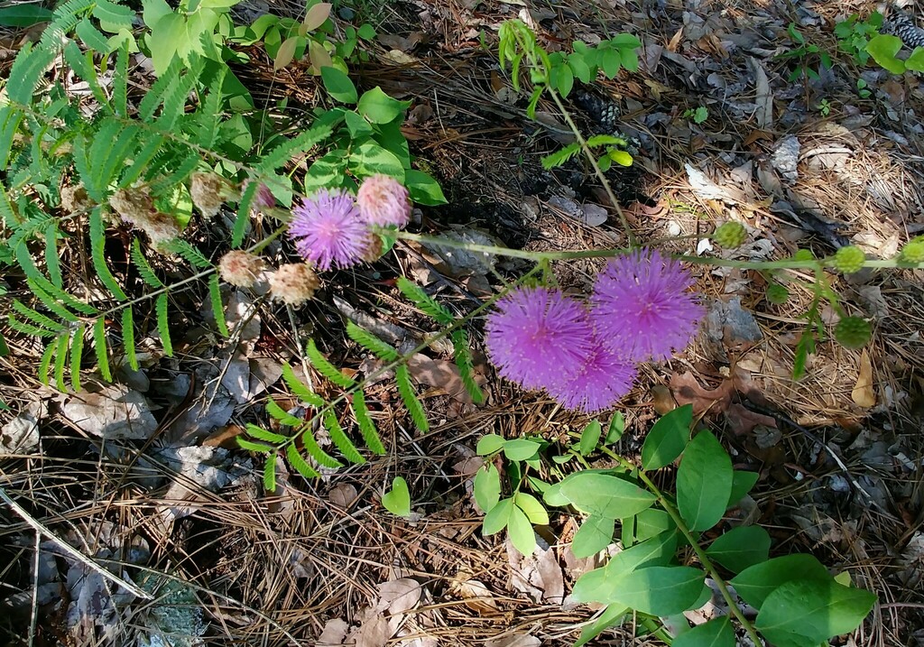 littleleaf sensitive-briar from Dekalb County, GA, USA on June 9, 2022 ...