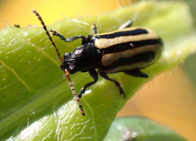 Agasicles Jacoby, 1904