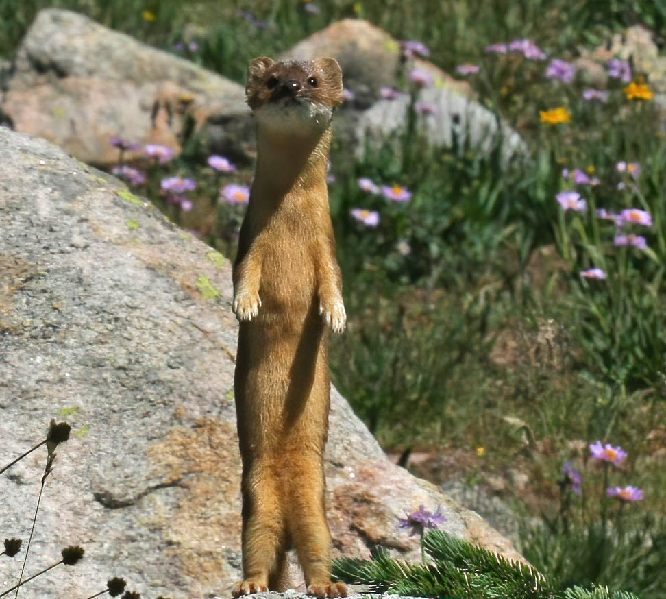 Long-tailed Weasel from Park County, WY, USA on July 26, 2012 at 11:06 ...