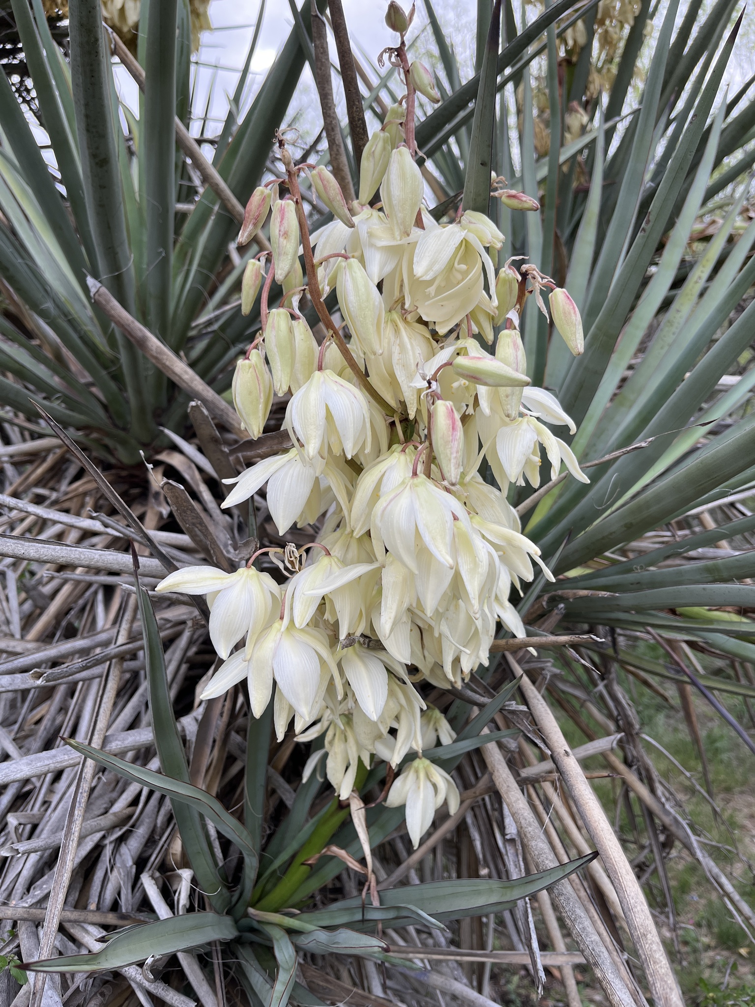 Yucca torreyi Shafer