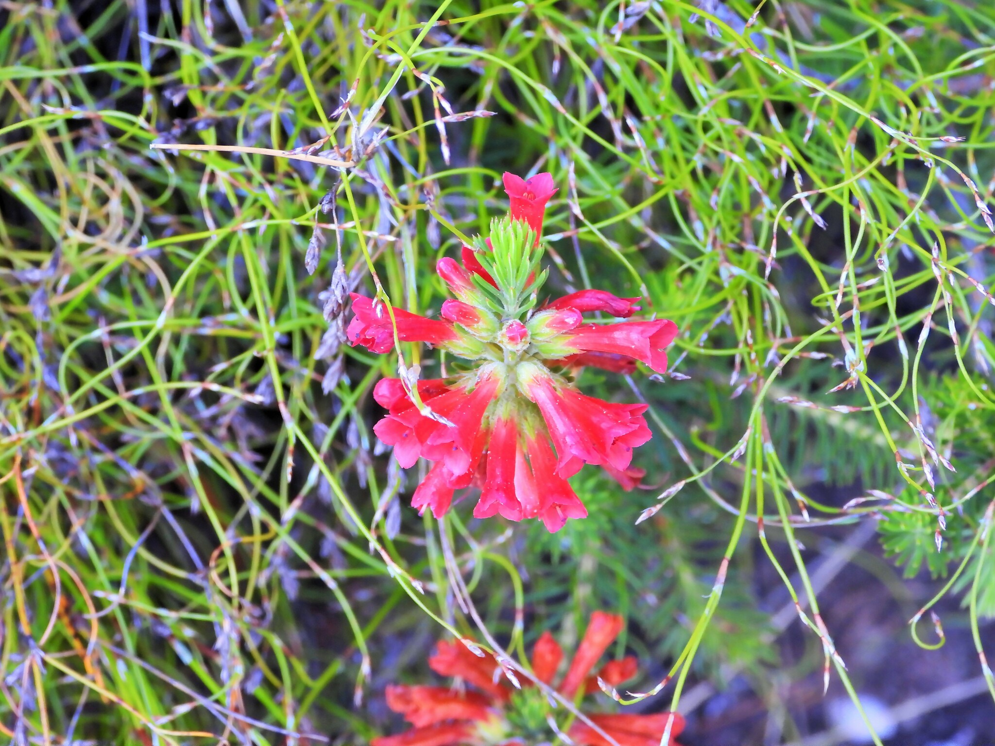 Erica abietina L.