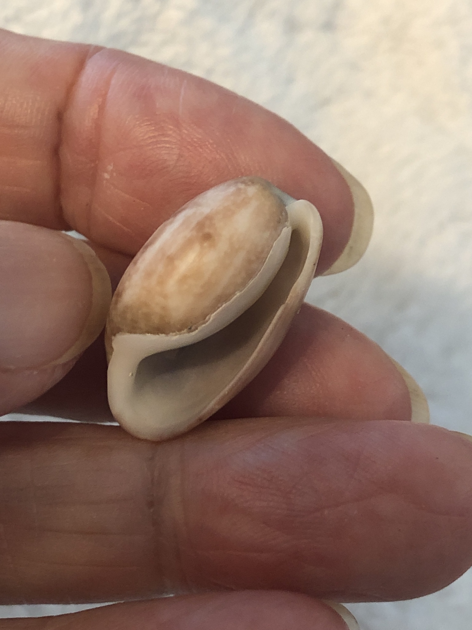 Bulla occidentalis A.Adams, 1850