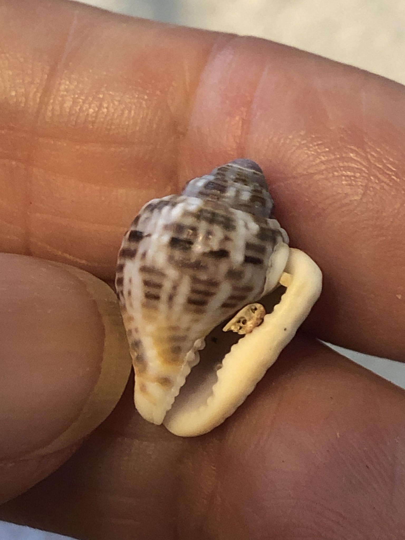 Columbella mercatoria (Linnaeus, 1758)