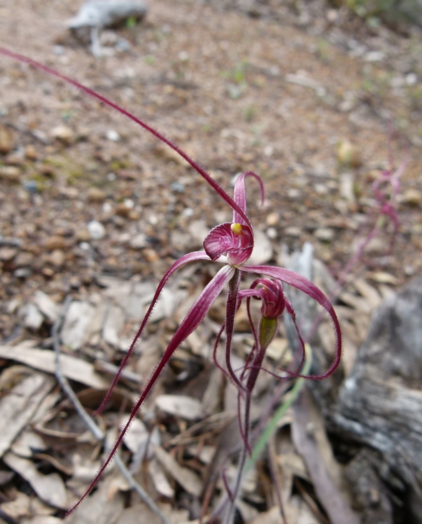 Blood spider orchid in September 2014 by botanygirl · iNaturalist