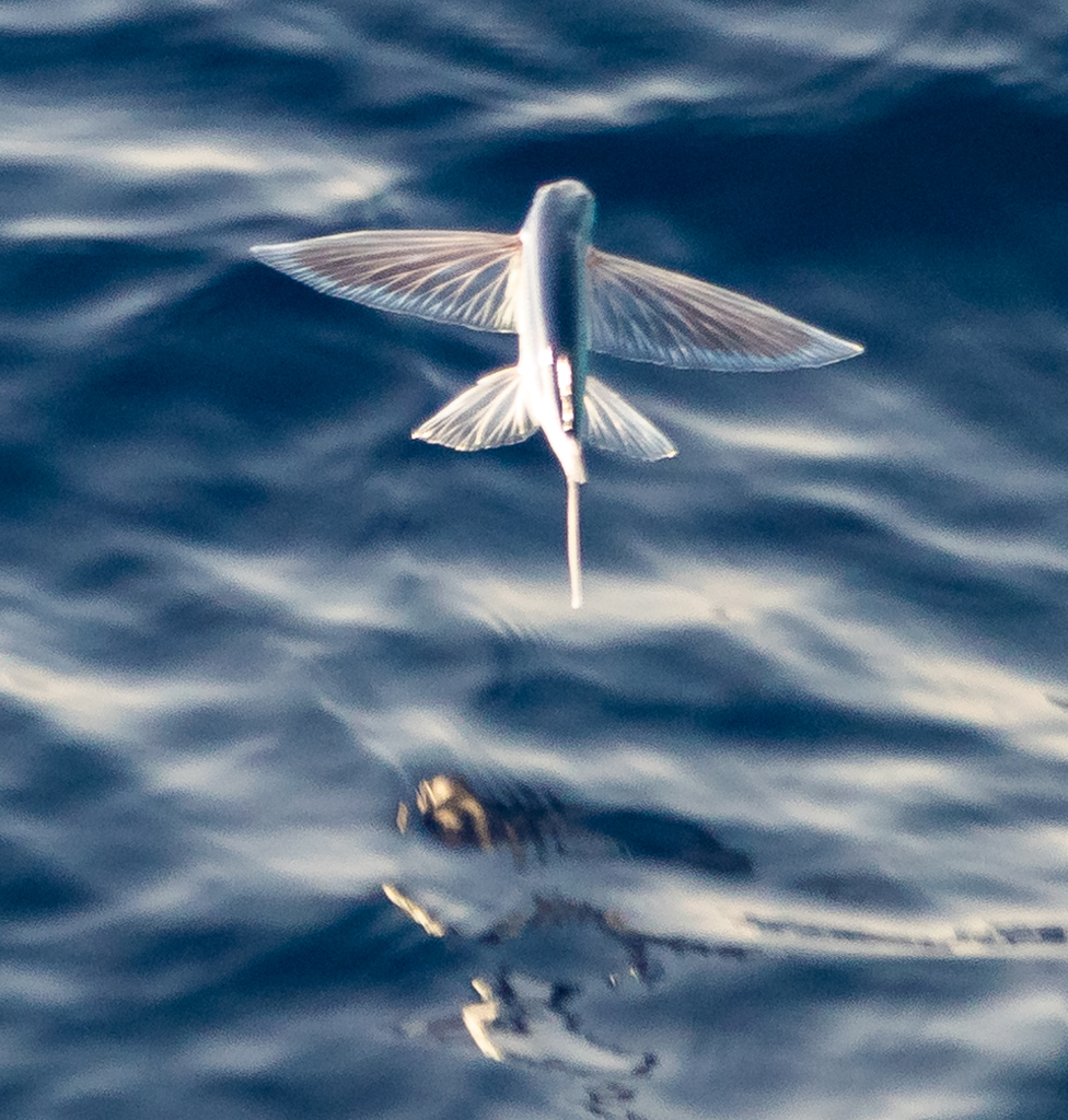 Largescale Flyingfish (Cypselurus oligolepis) - Marine Life Identification