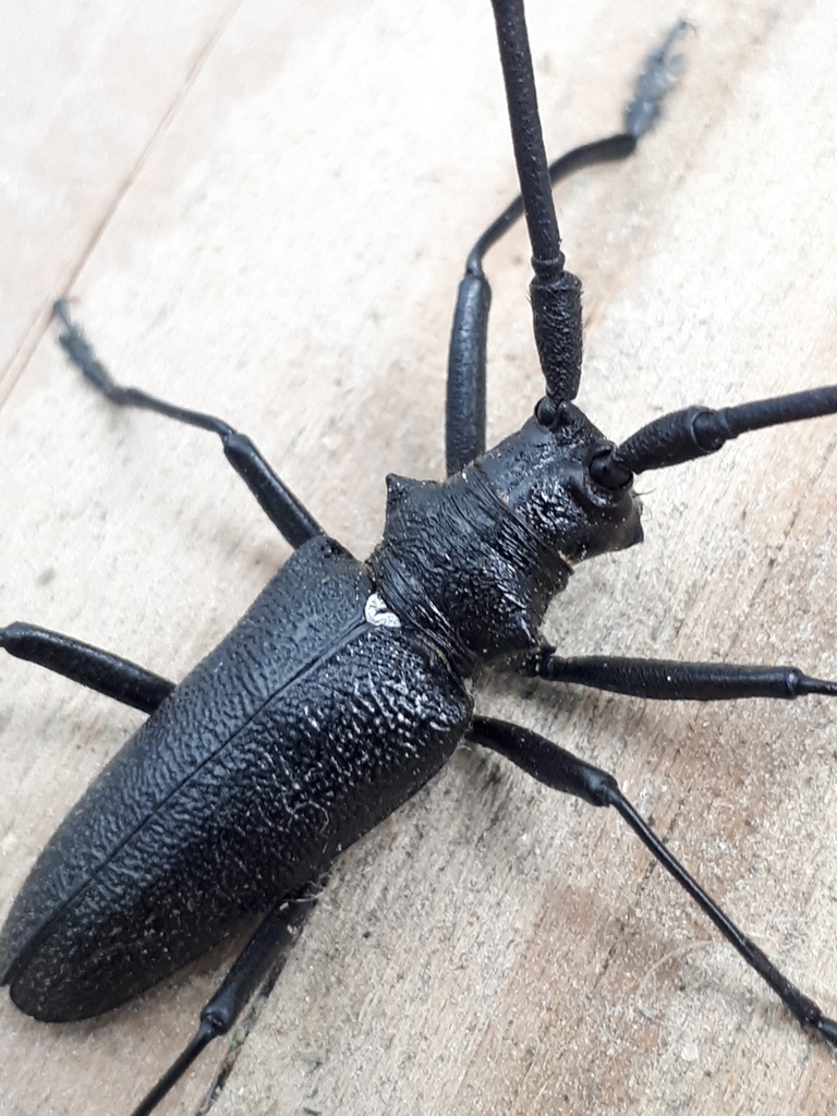 Largest Alaskan Beetle