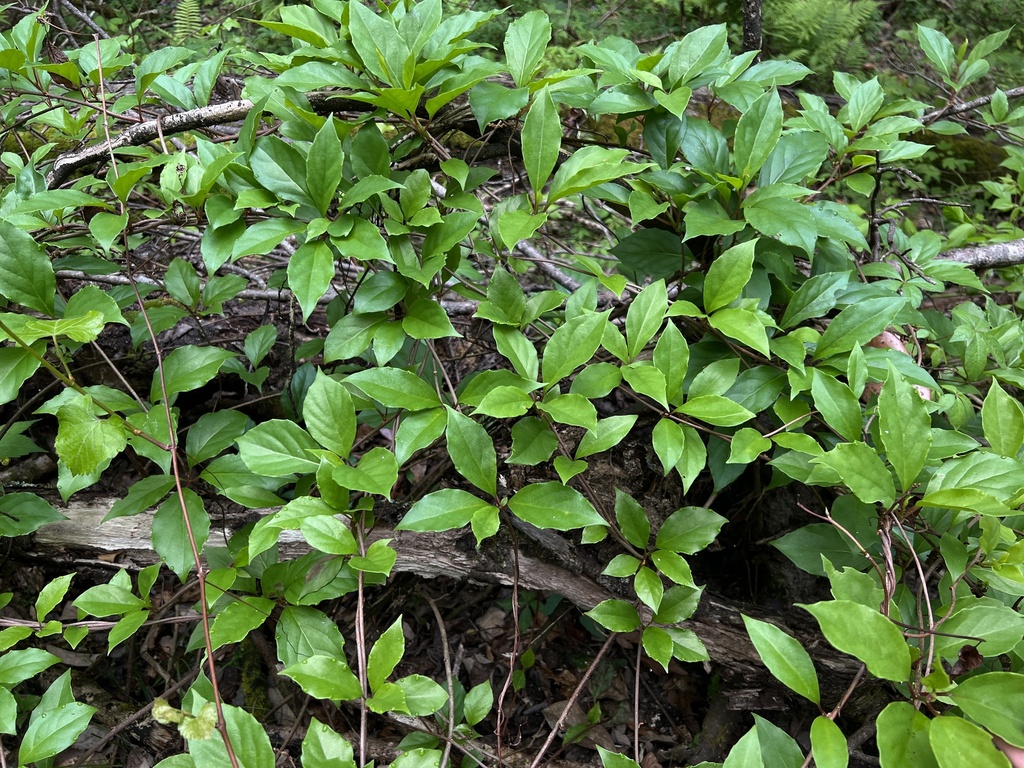 Bay Starvine in March 2023 by Nate Martineau · iNaturalist
