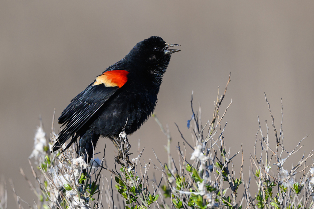 Red-winged Blackbird from Kent, Delaware, United States on March 21 ...