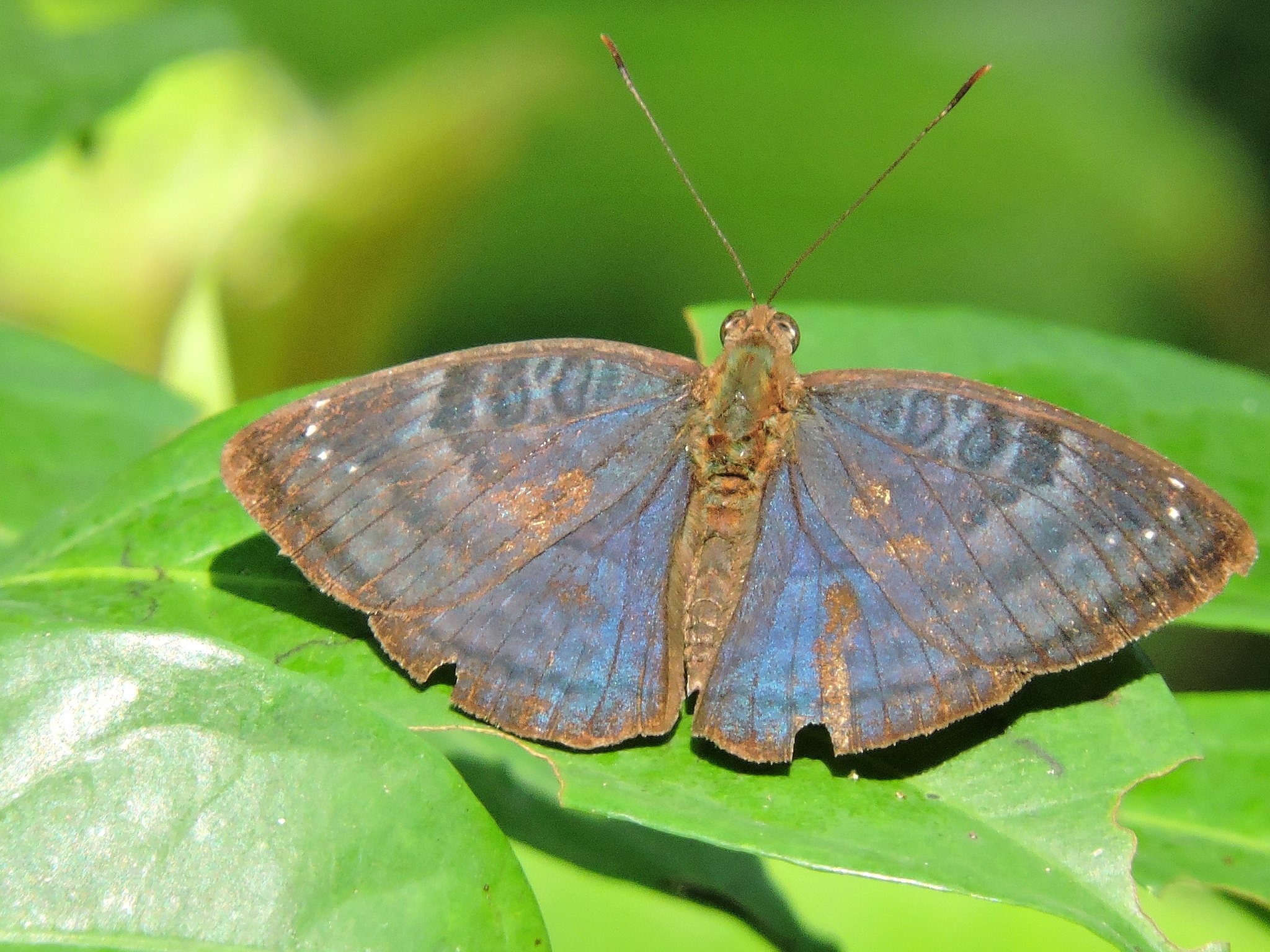 Euriphene Boisduval, 1847