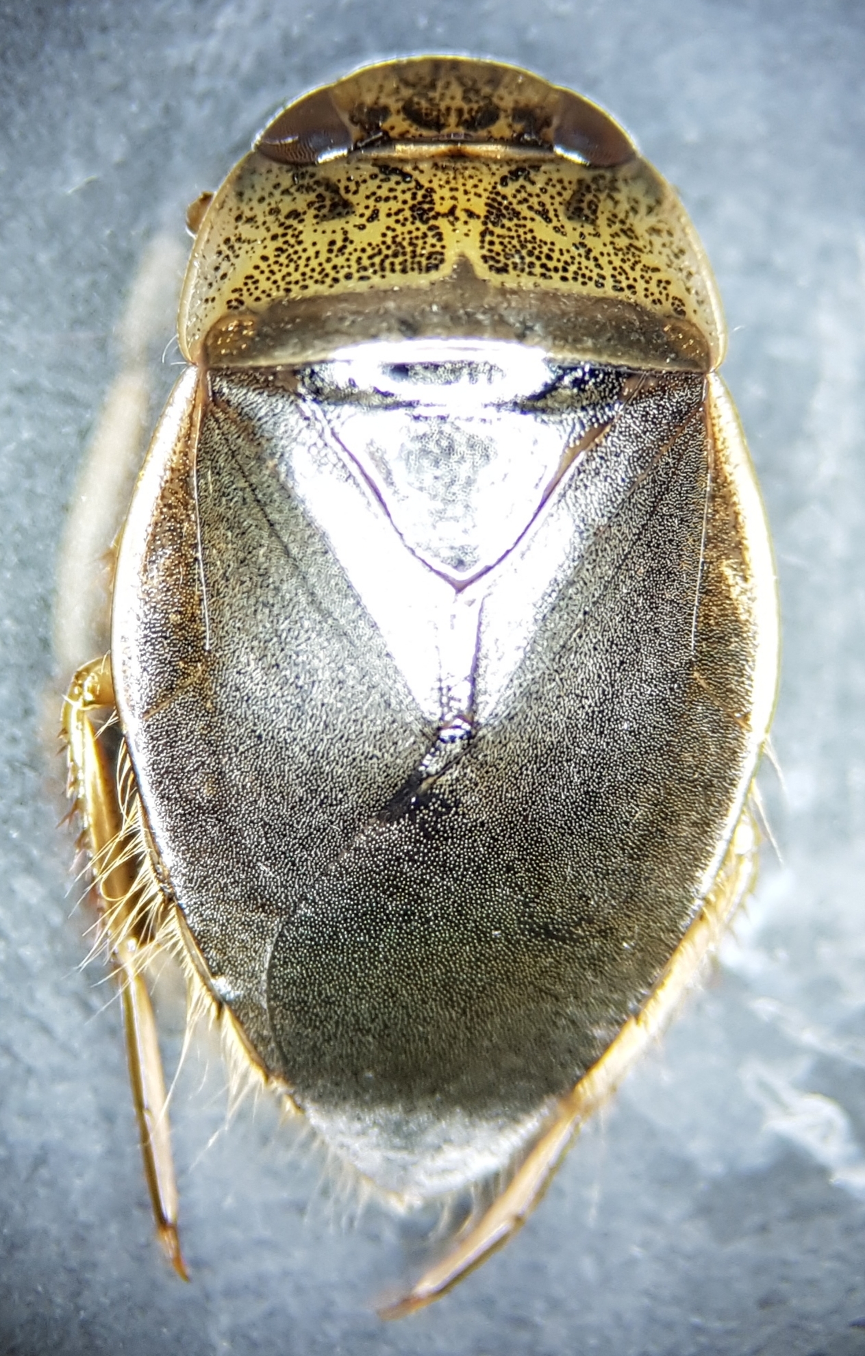 Naucoridae