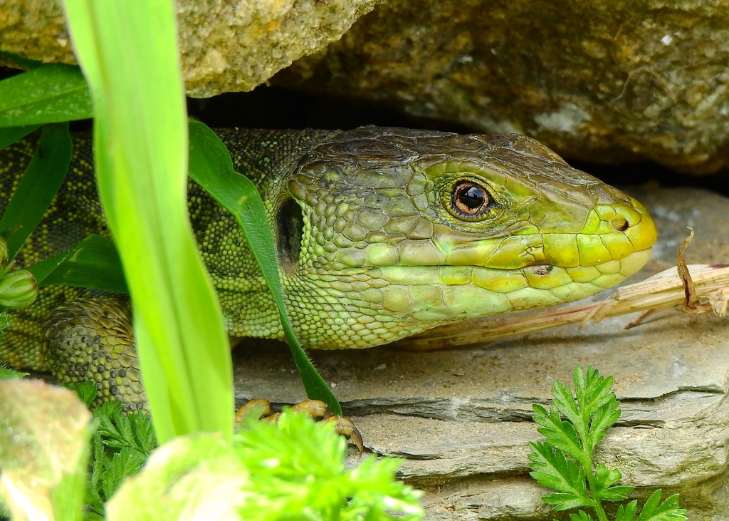Ocellated lizard from Almada, Portugal on March 23, 2023 at 12:03 PM by ...