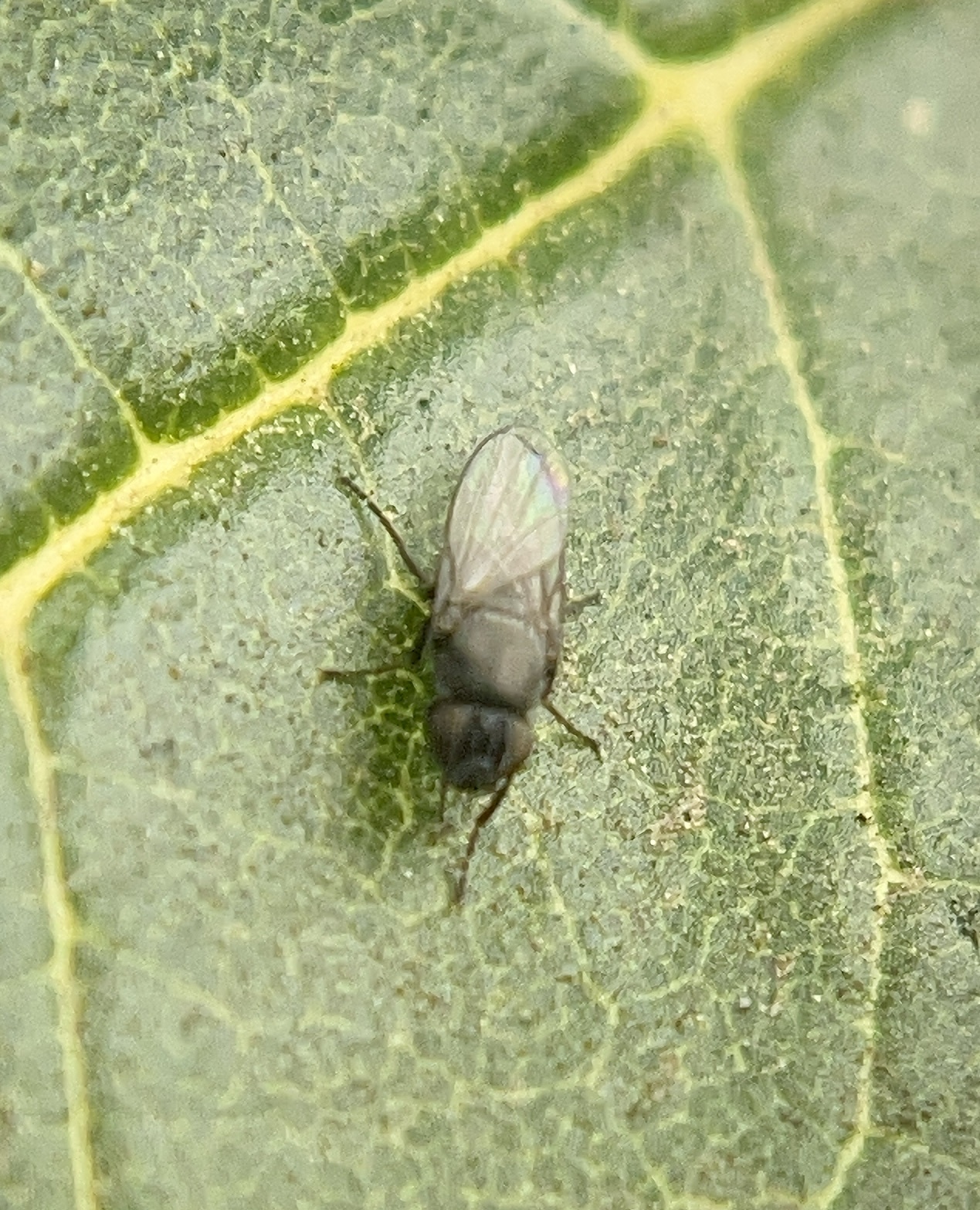 Milichiidae