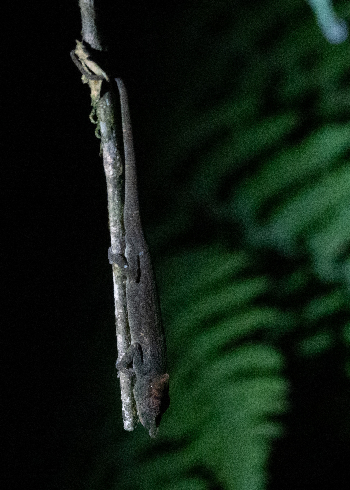 Calumma fallax (Mocquard, 1900)