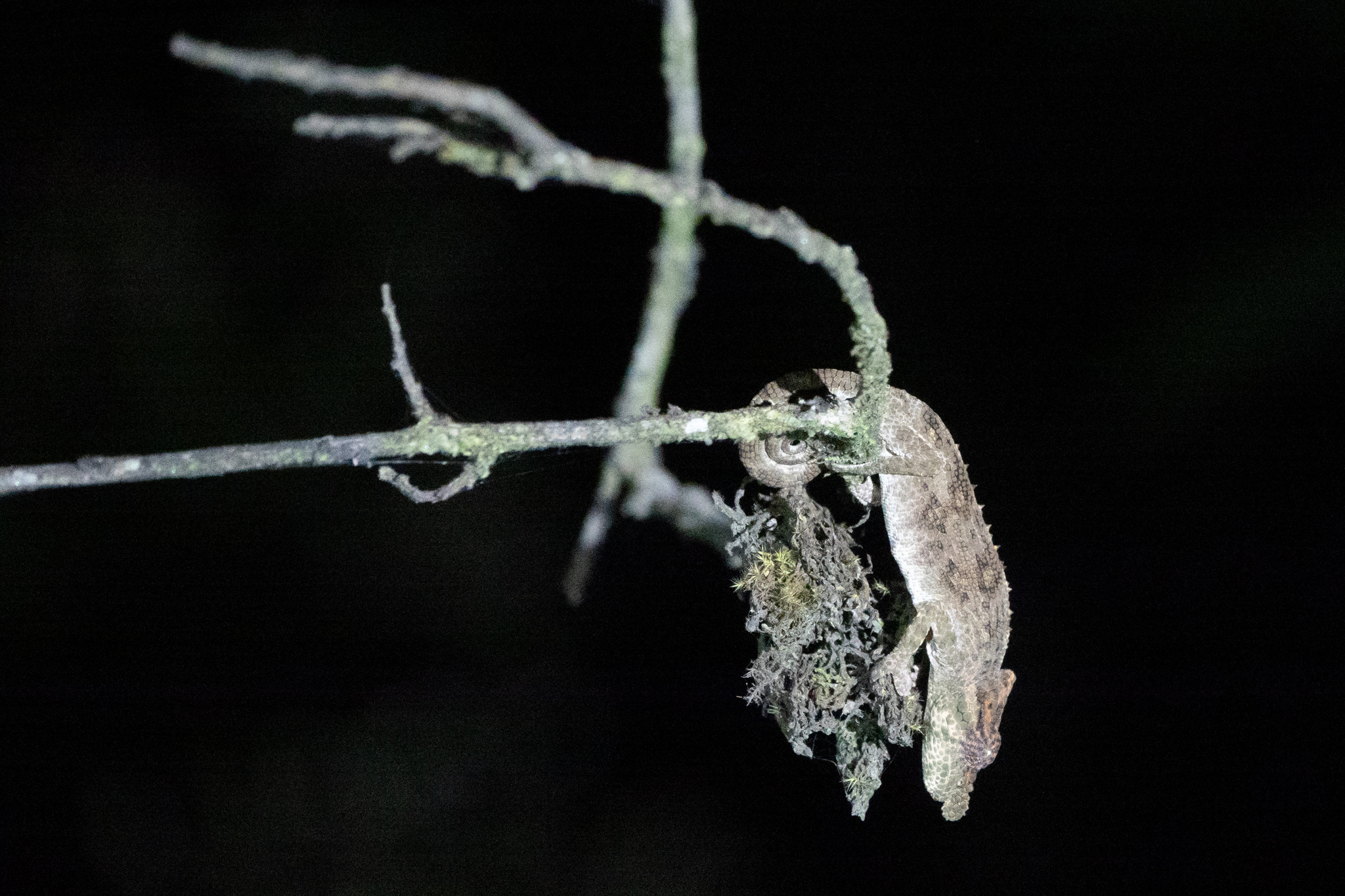 Calumma fallax (Mocquard, 1900)