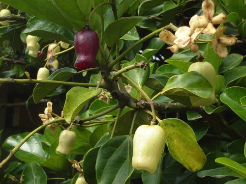 Atuna racemosa · iNaturalist