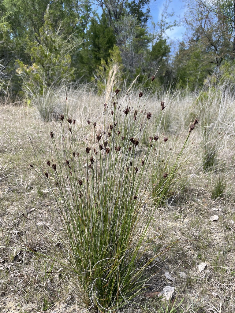 black bog-rush in March 2023 by lillybyrd · iNaturalist