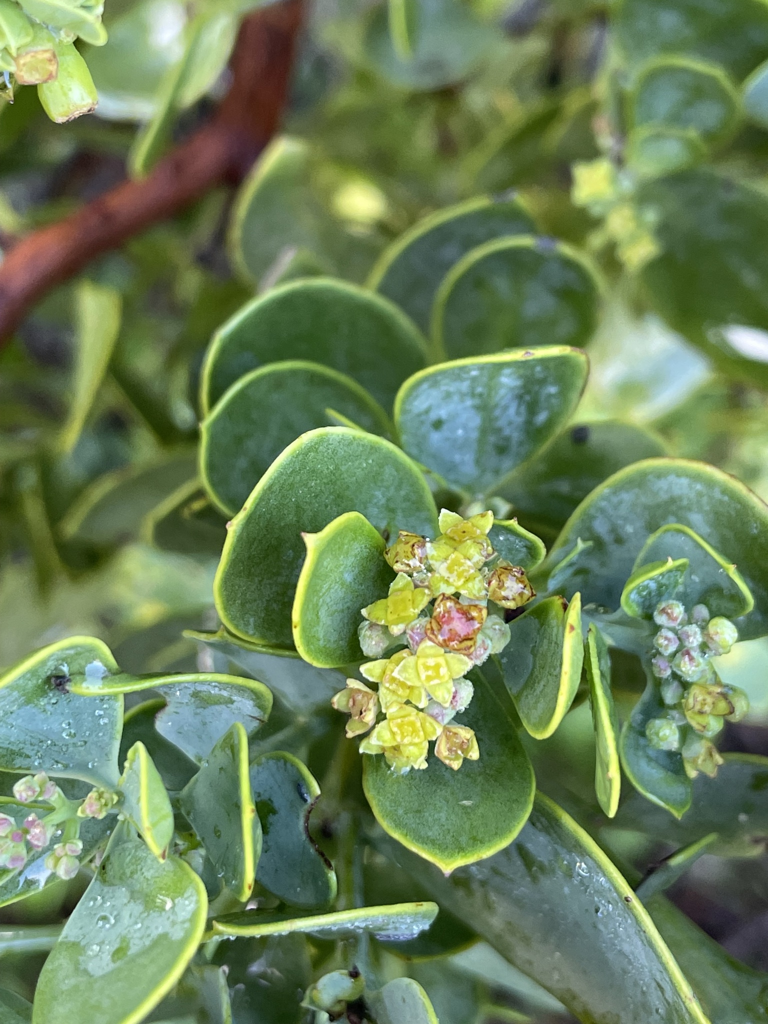 Osyris compressa (P.J.Bergius) A.DC.