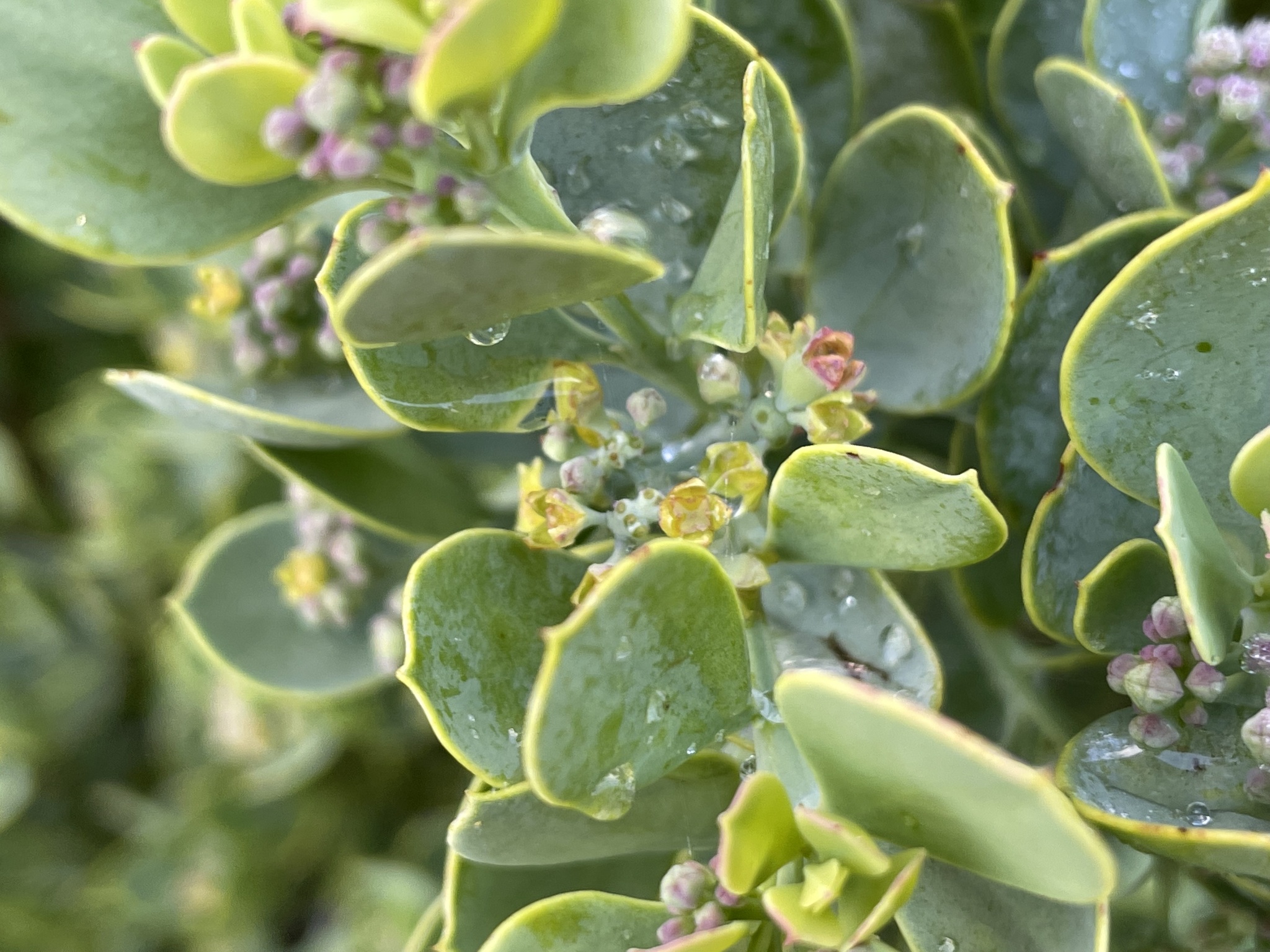 Osyris compressa (P.J.Bergius) A.DC.