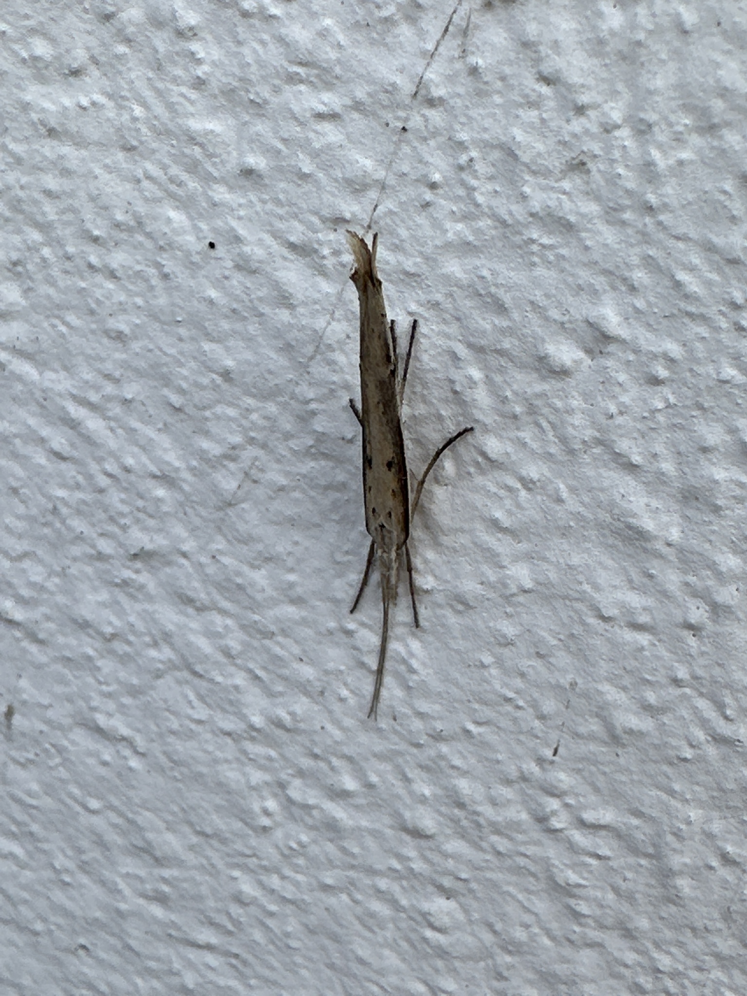 Ypsolopha mucronella (Scopoli, 1763)