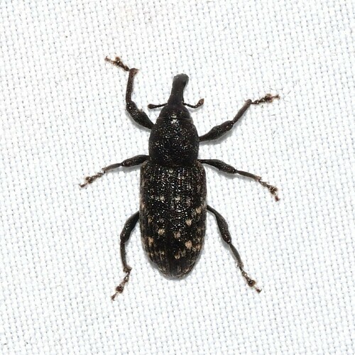 Hylobius aliradicis · iNaturalist Mexico