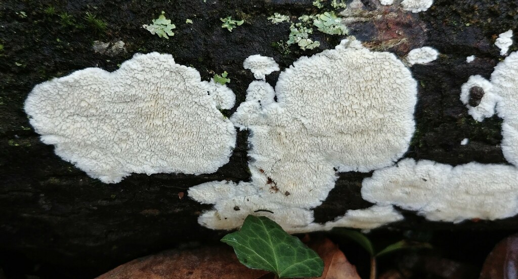 Milk-white Toothed Polypore from Druid Hills, GA, USA on December 31 ...