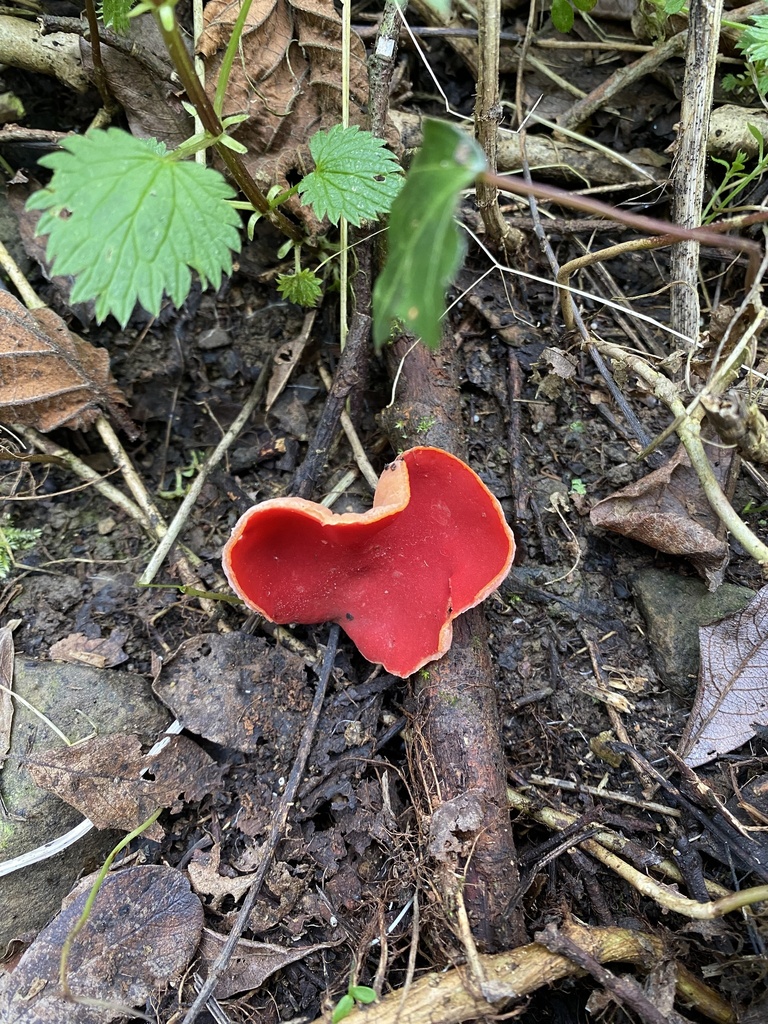 Elf Cups from Marhamchurch CP, Bude, England, GB on March 05, 2023 at ...